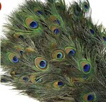 RED CRUSH Peacock Feather/Mor Pankh/Peacock Furr/Peacock Real Feather ...